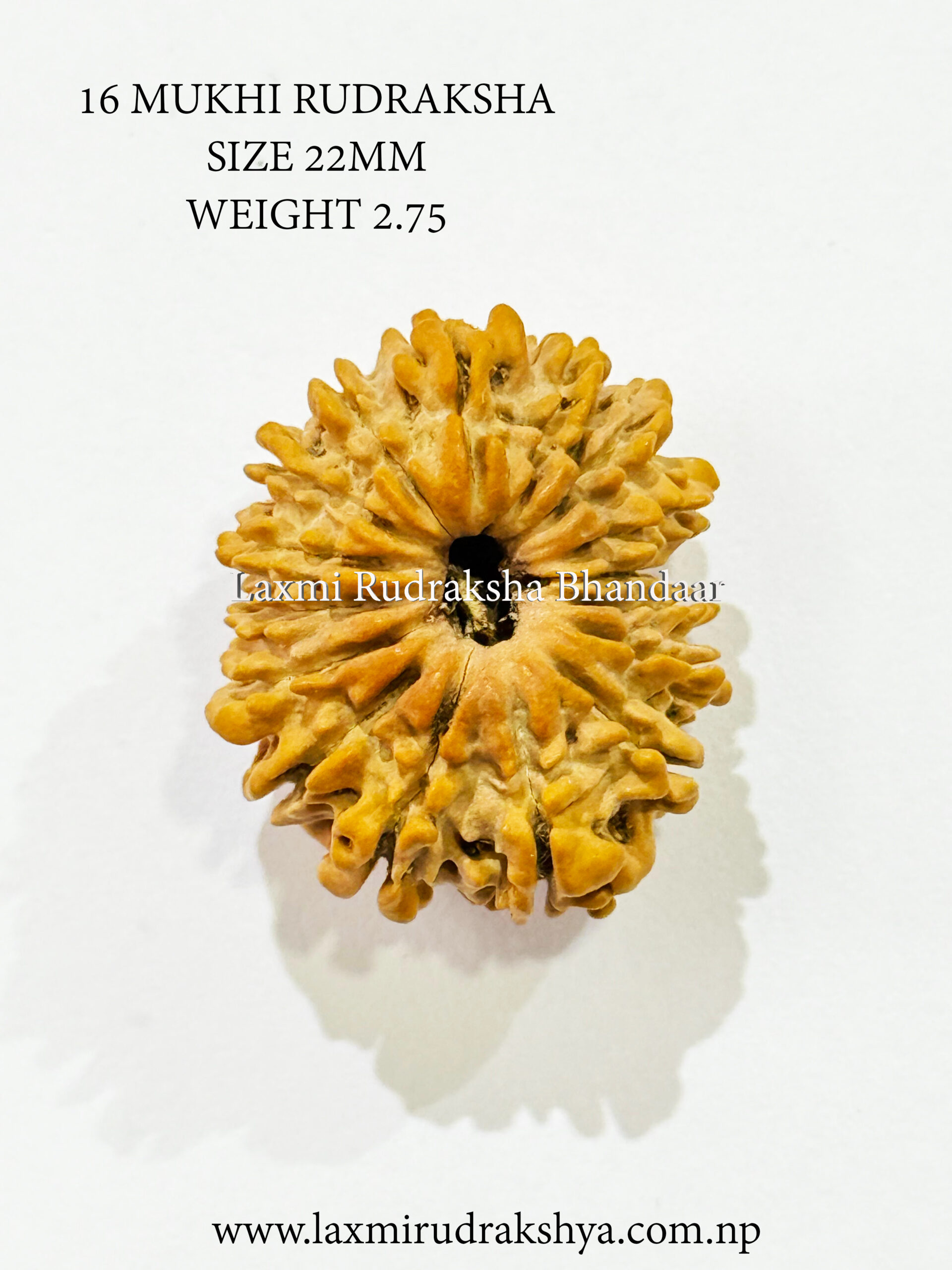 16 Mukhi Rudraksha(22mm 2.75g) - Welcome to Laxmi Rudrakshya Bhandar