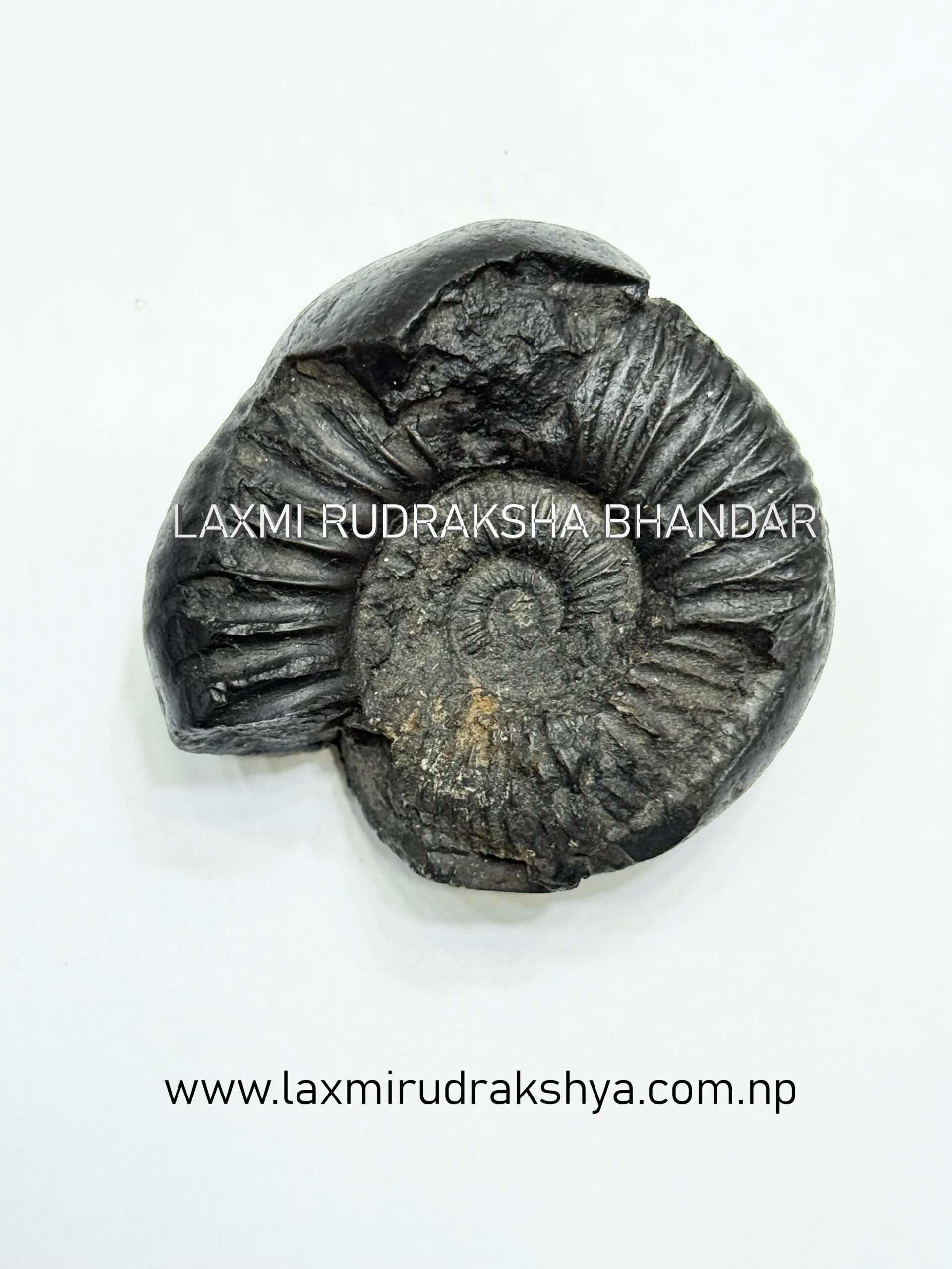 Sudarshan Chakra - Welcome to Laxmi Rudrakshya Bhandar